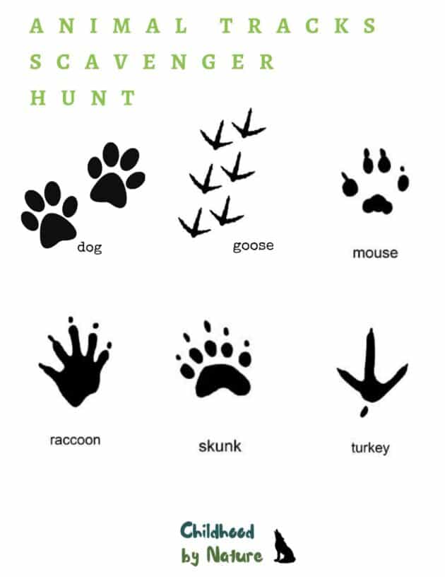 Identify Animal Tracks In Your Backyard & Beyond… – Childhood By Nature