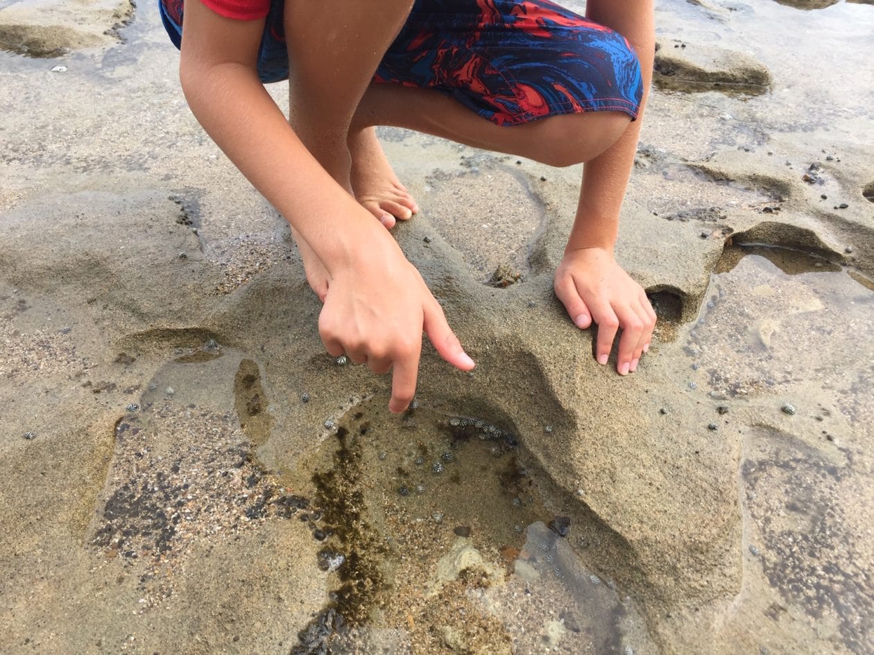 Explore a Tidepool – Childhood By Nature