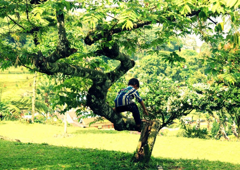 The Dying Art of Tree Climbing – Childhood By Nature