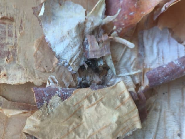 How to Set up a Nature Scavenger Hunt – Childhood By Nature