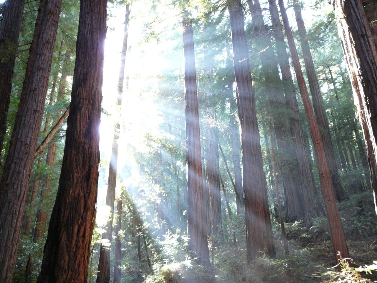 Giving Thanks to Nature – Childhood By Nature