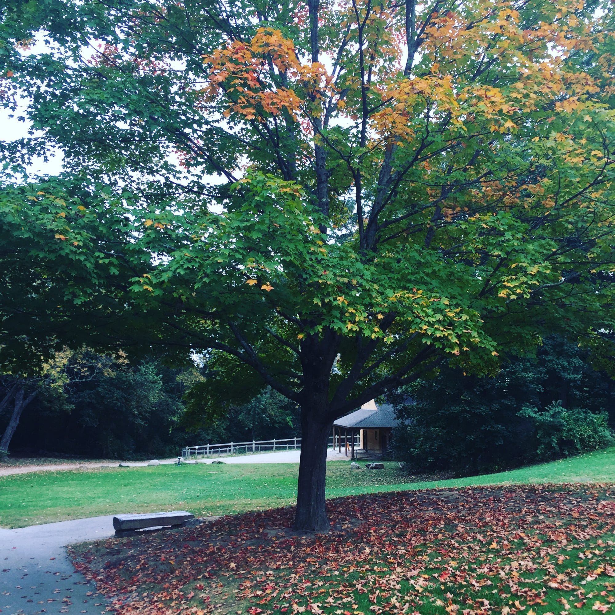 Become a Tree Friend – Childhood By Nature