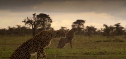 Top Nature Documentaries to Watch With Your Kids – Childhood By Nature