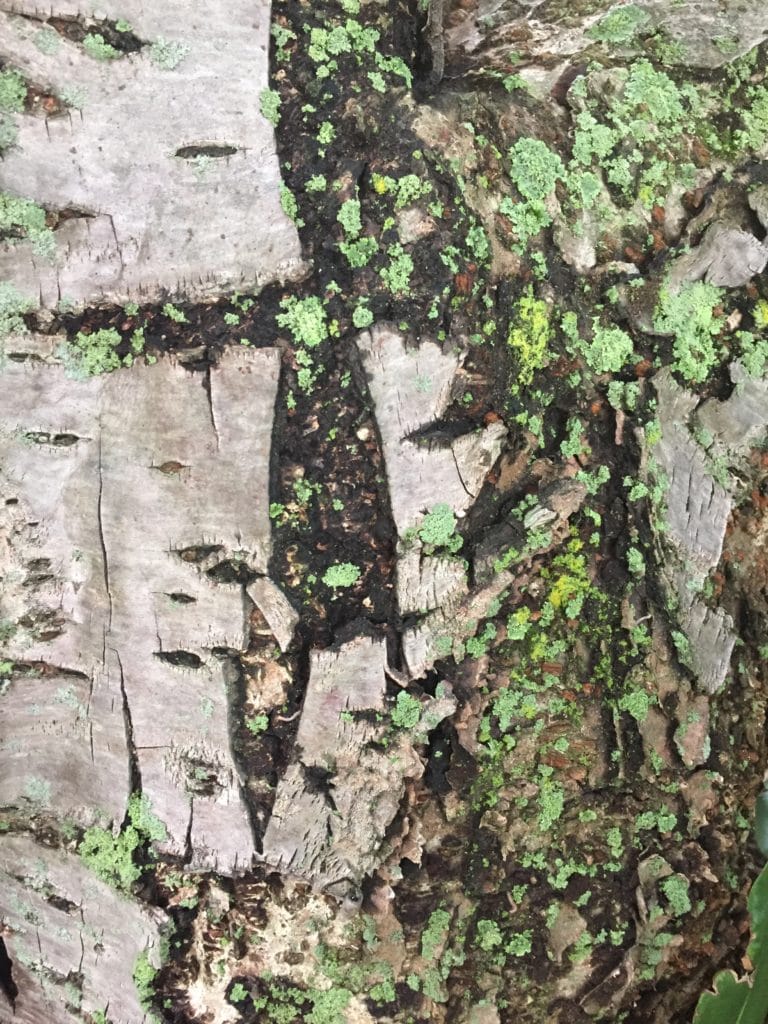 Become a Tree Friend – Childhood By Nature