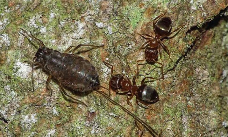 Ants run secret farms on English oak trees, photographer discovers ...