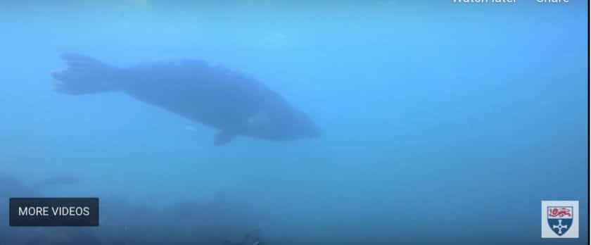 Wild grey seal filmed ‘clapping’ on camera for the first time ...