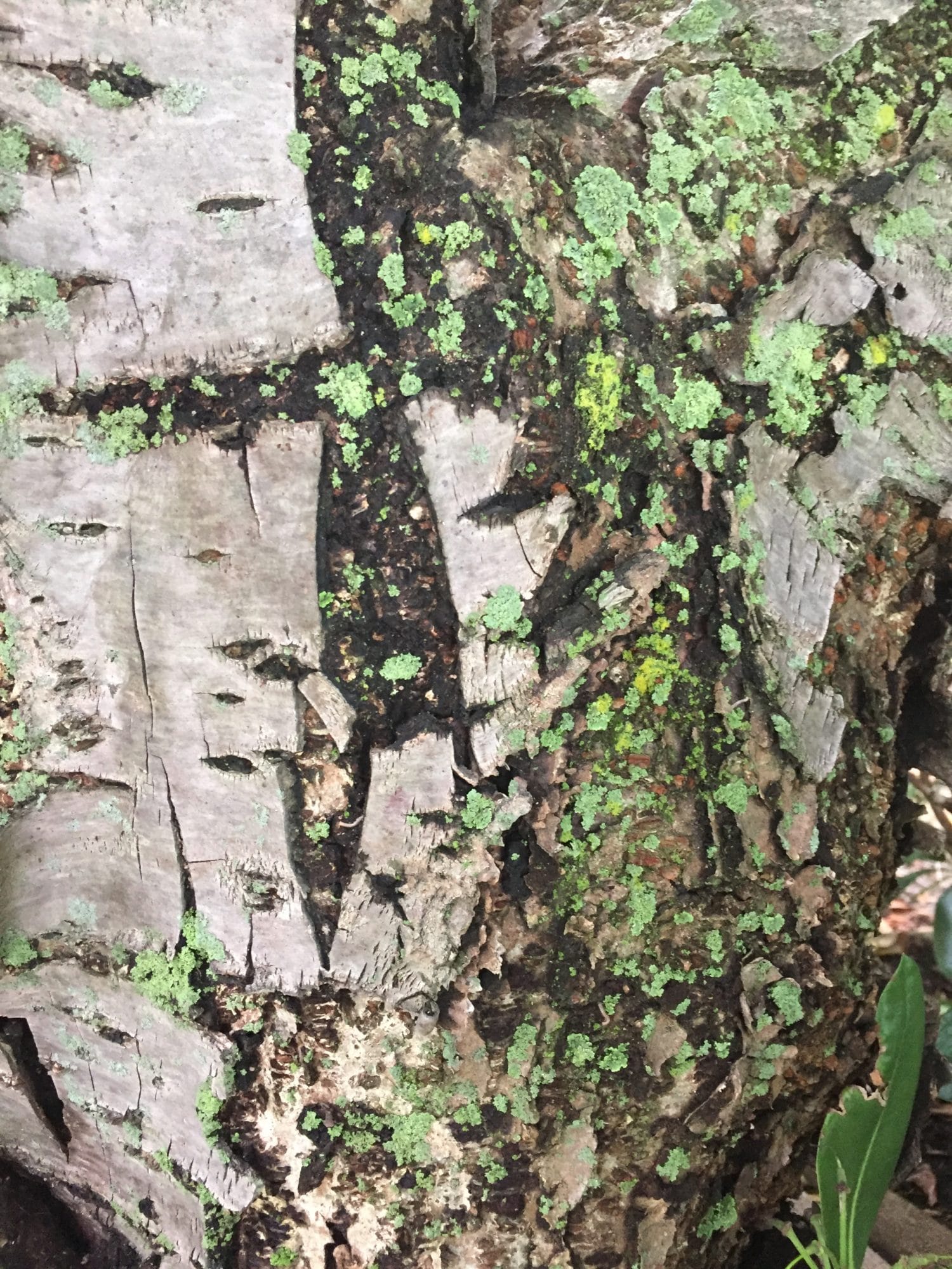 Becoming a Micronature-ist - Childhood By Nature