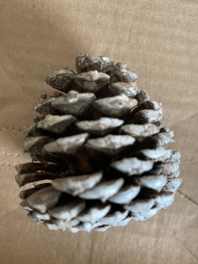 Build a Homemade Natural History Museum – Childhood By Nature