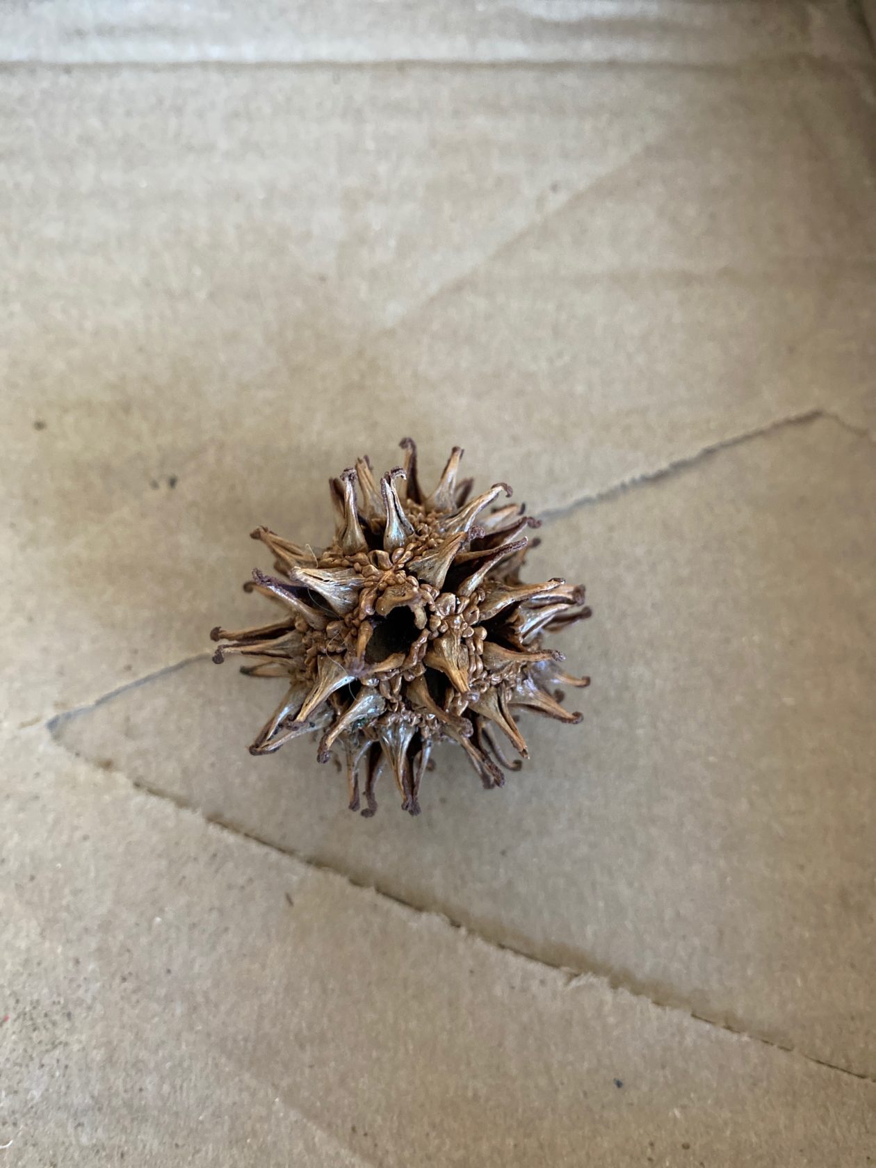 Build a Homemade Natural History Museum – Childhood By Nature