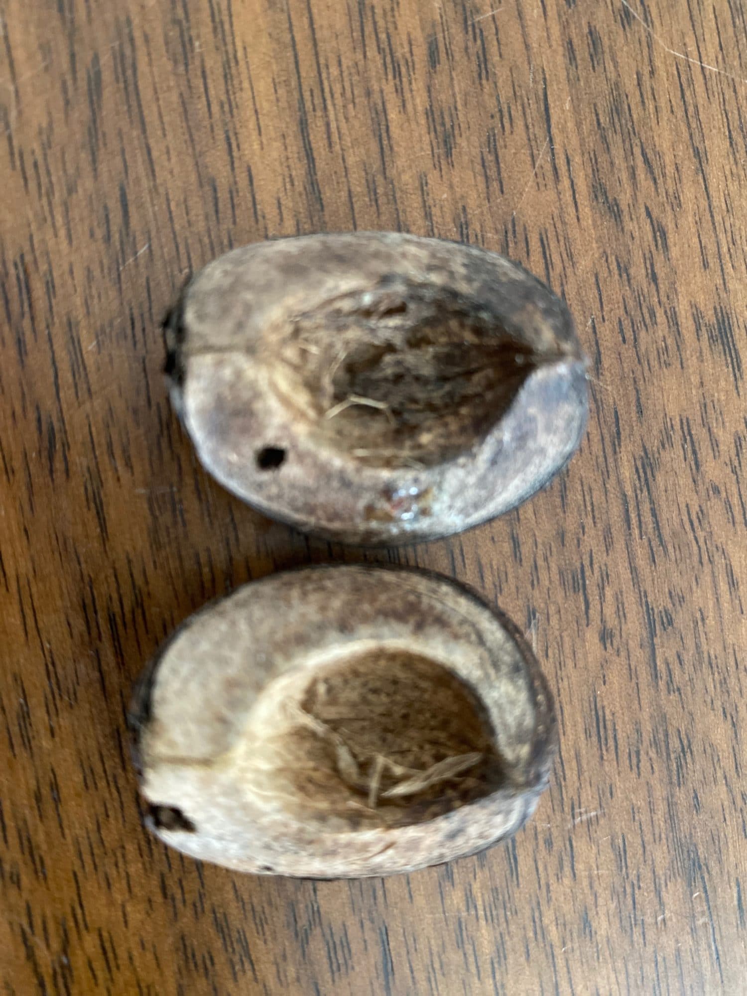 Build a Homemade Natural History Museum – Childhood By Nature