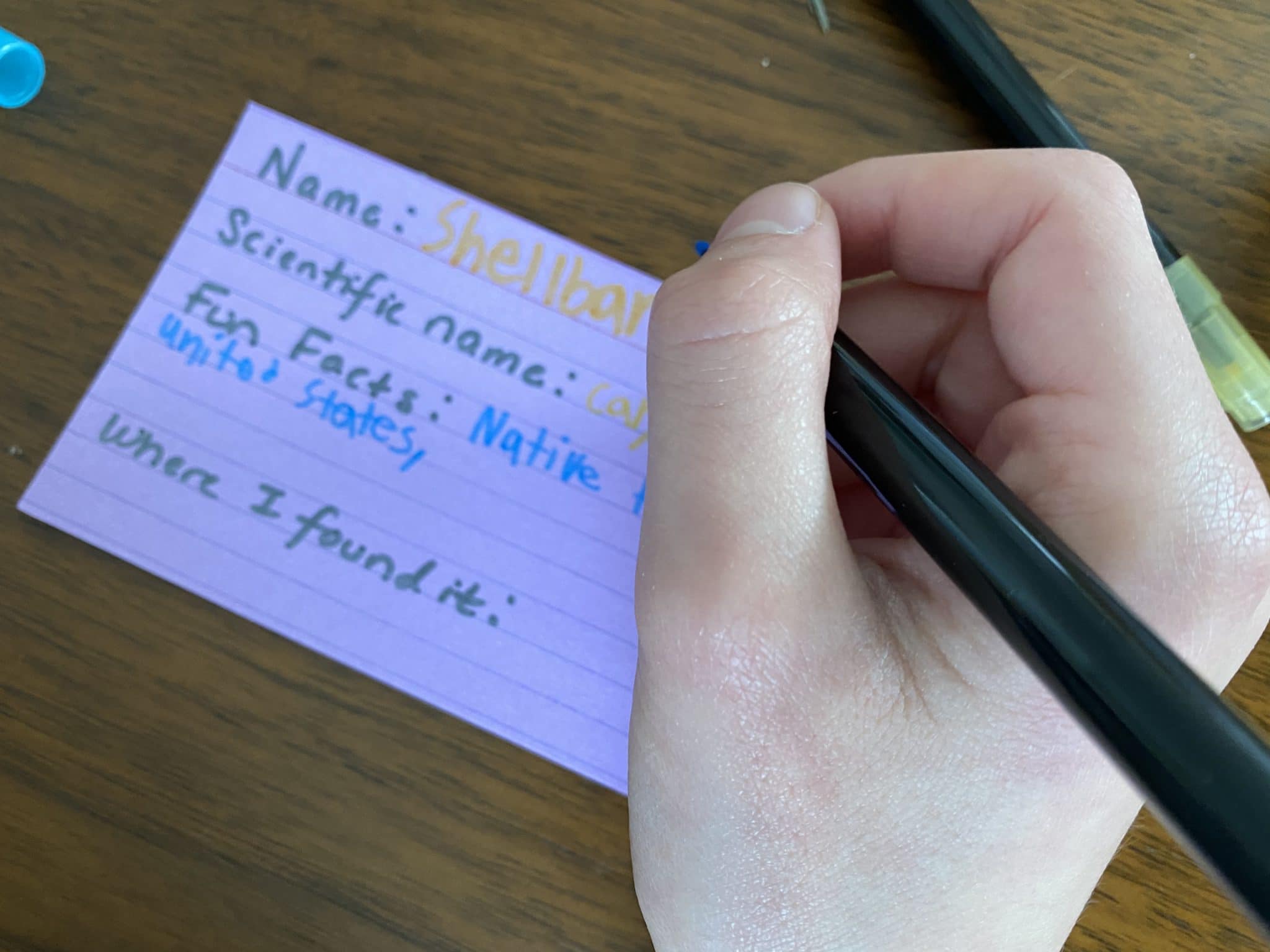 Build a Homemade Natural History Museum – Childhood By Nature