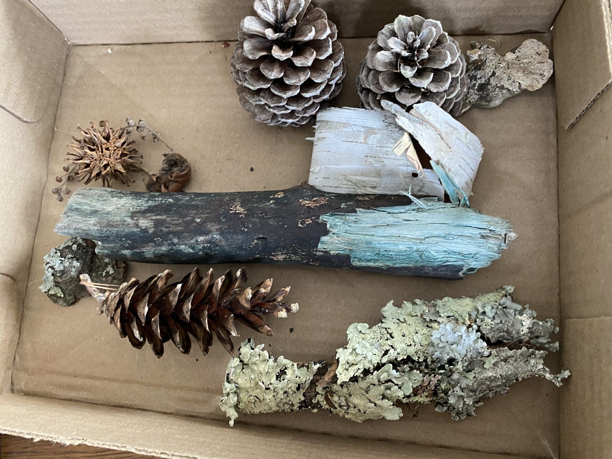 Build a Homemade Natural History Museum – Childhood By Nature