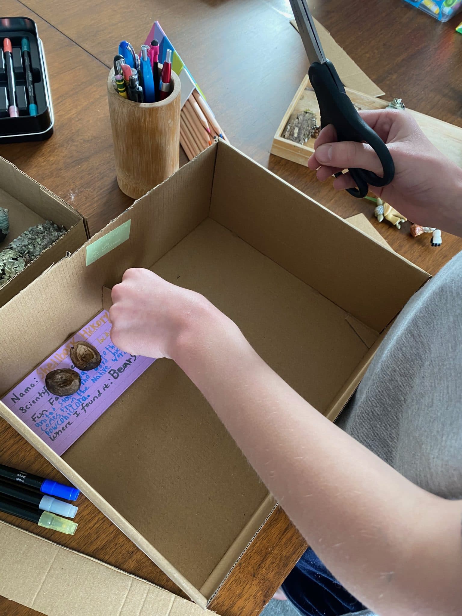 Build a Homemade Natural History Museum – Childhood By Nature