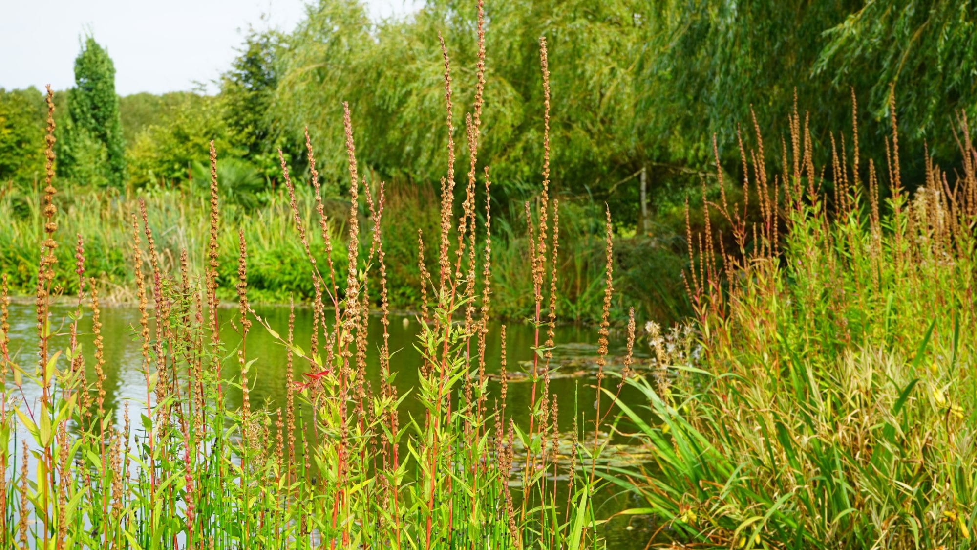 Ponds: Sensory Discovery Zones - Childhood By Nature