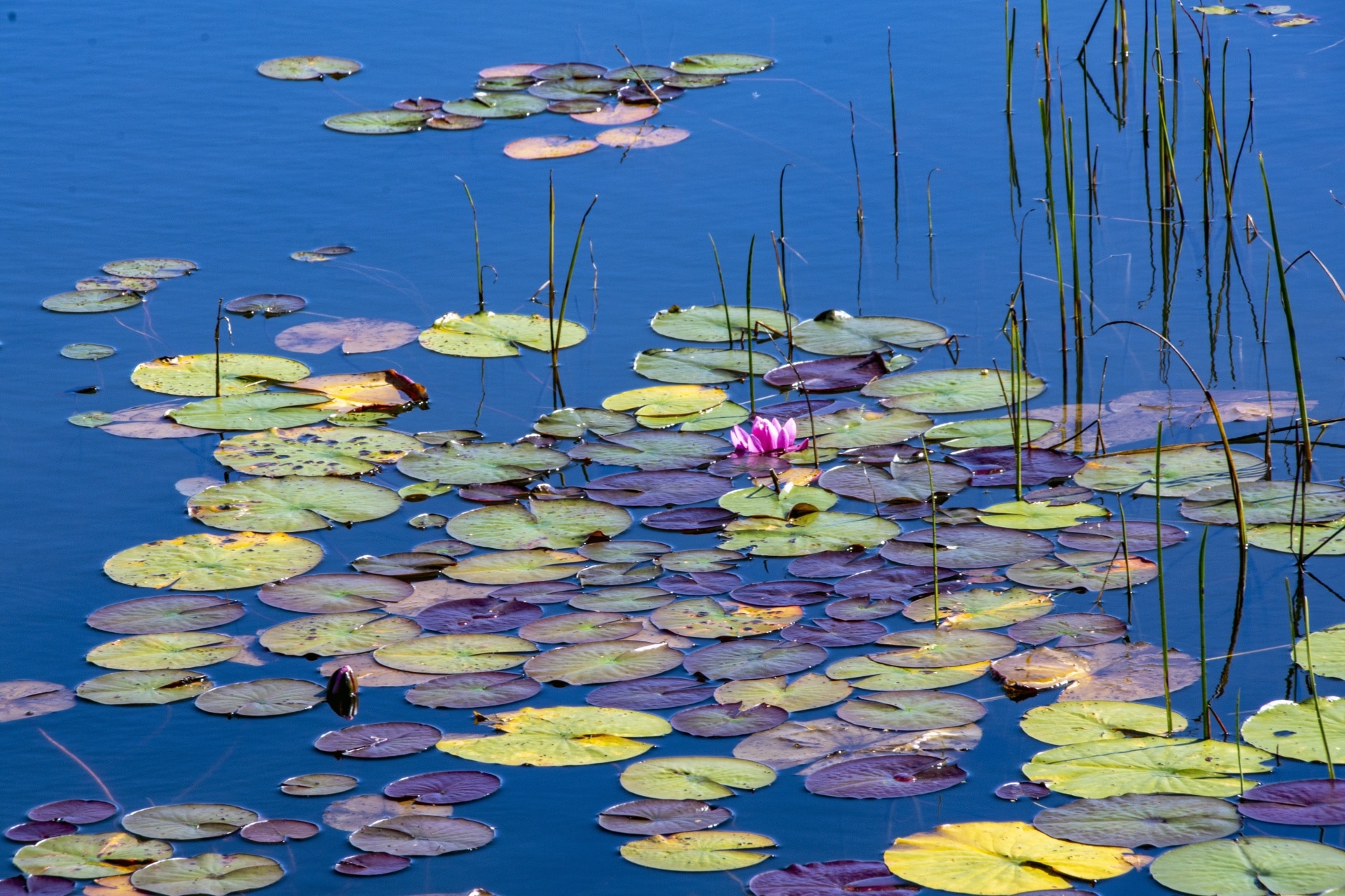 Ponds: Sensory Discovery Zones – Childhood By Nature