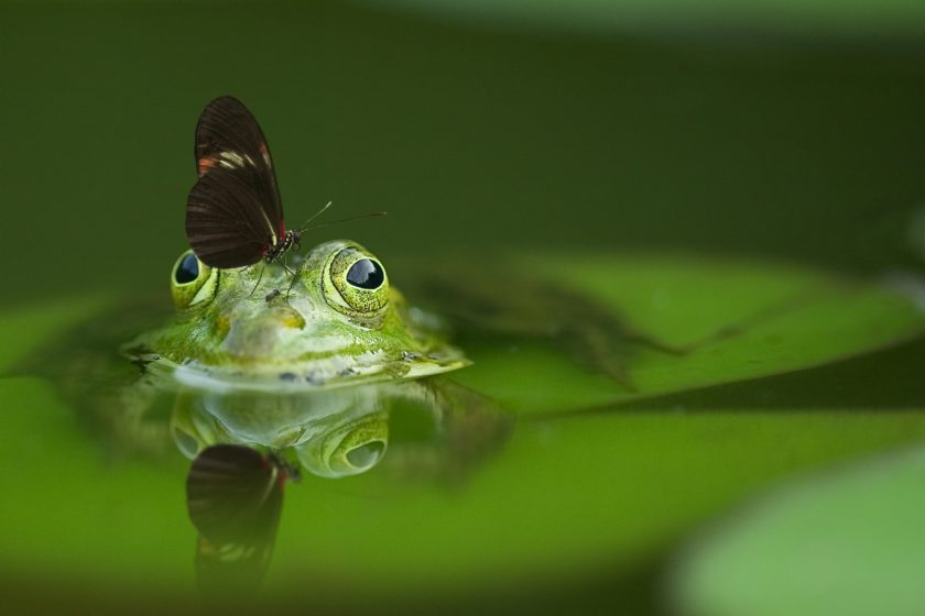 Ponds: Sensory Discovery Zones – Childhood By Nature