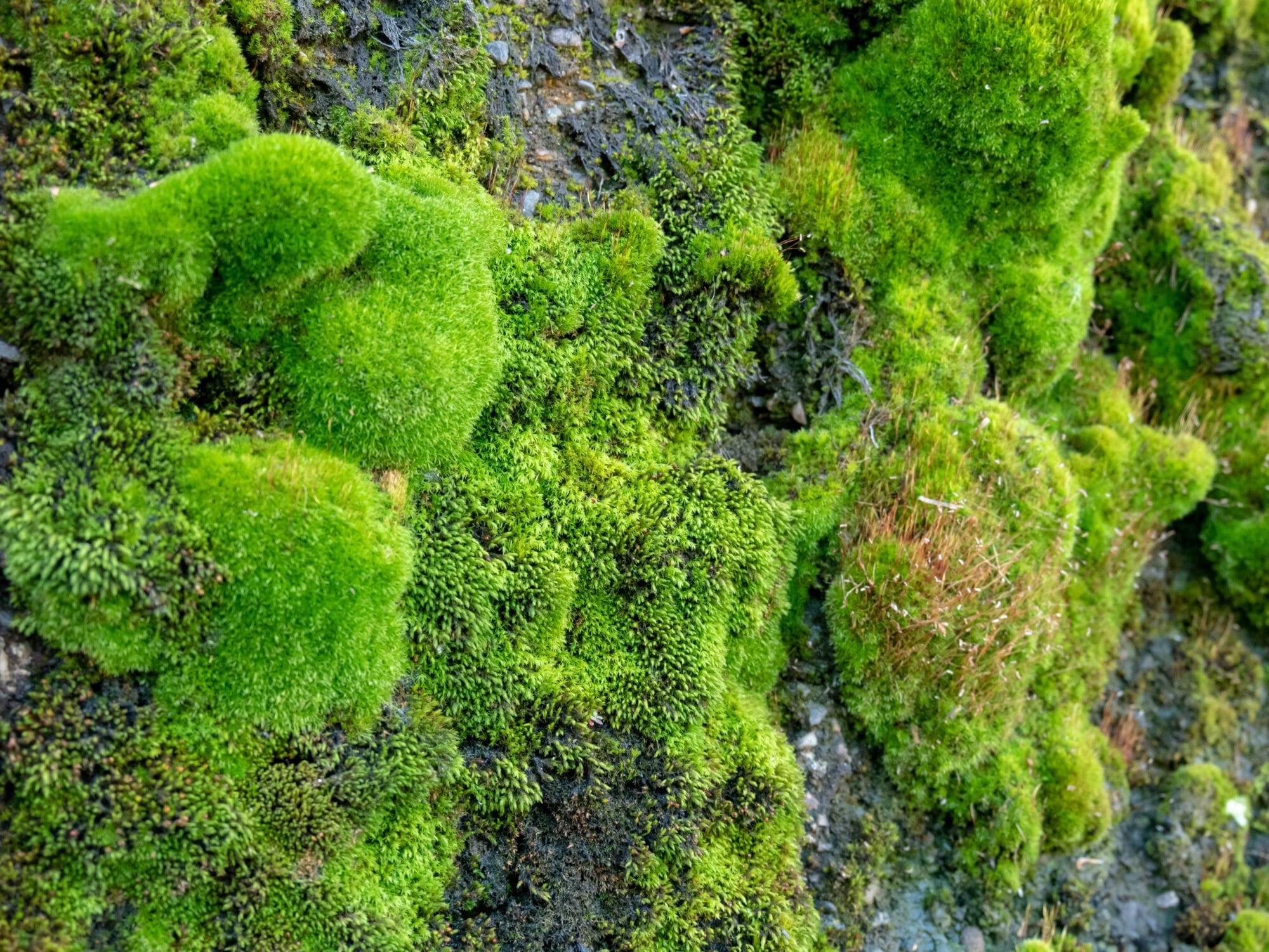 The Magical World of…Moss – Childhood By Nature