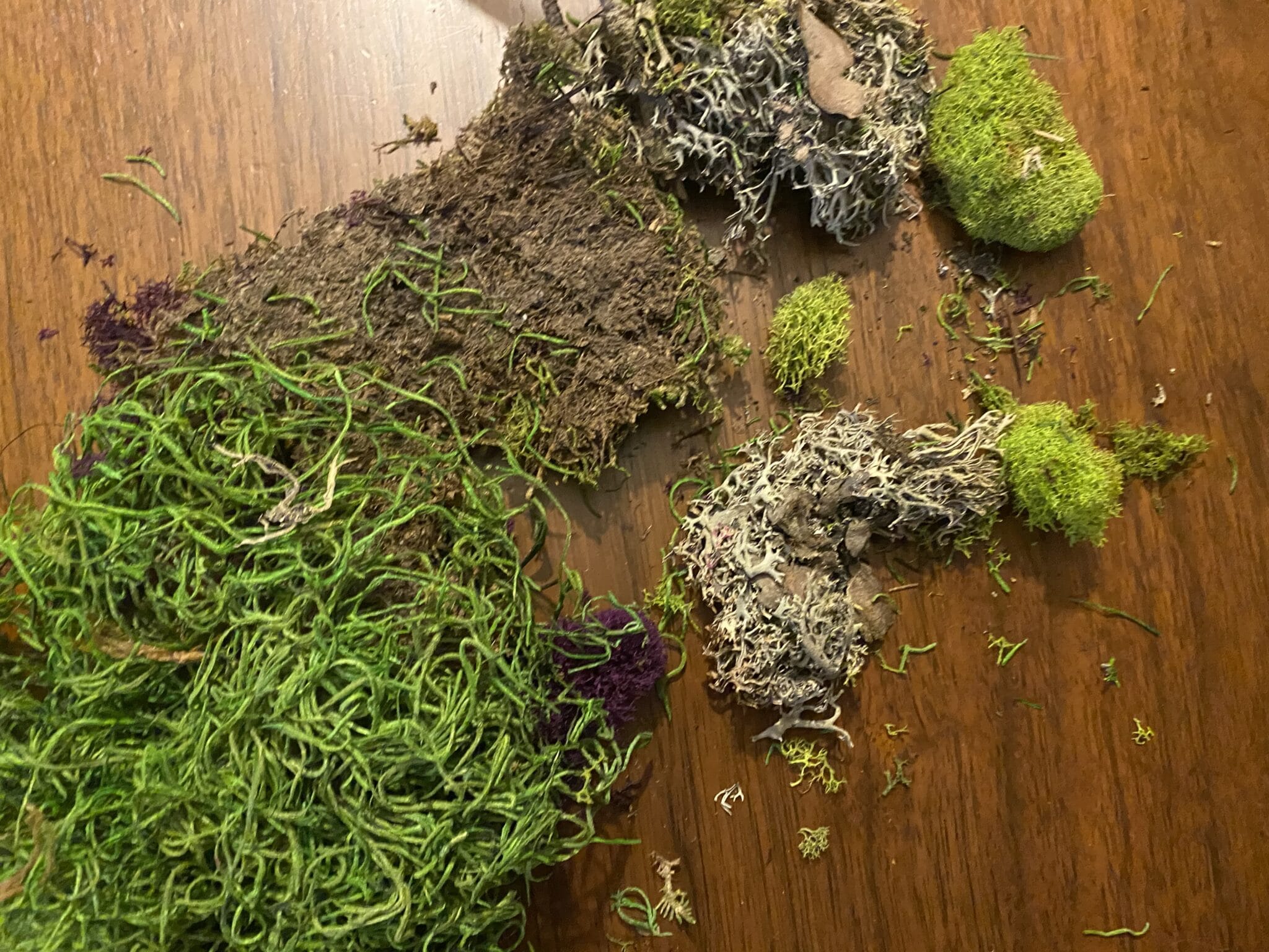 Exploring Nature with Children: Make a Moss Terrarium – Childhood By Nature