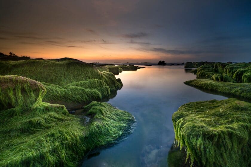 The Magical World of...Moss - Childhood By Nature