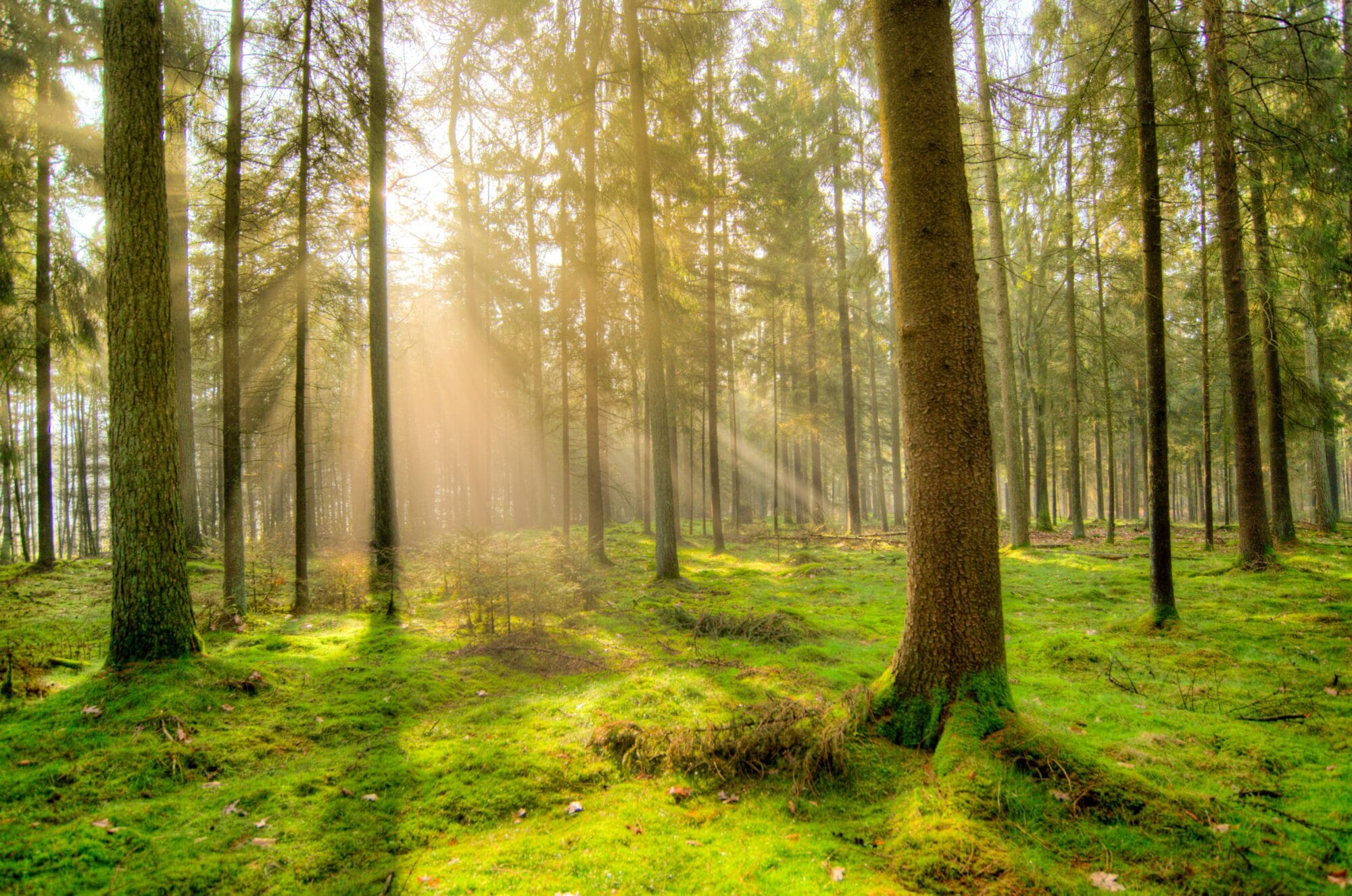 The Magical World of…Moss – Childhood By Nature