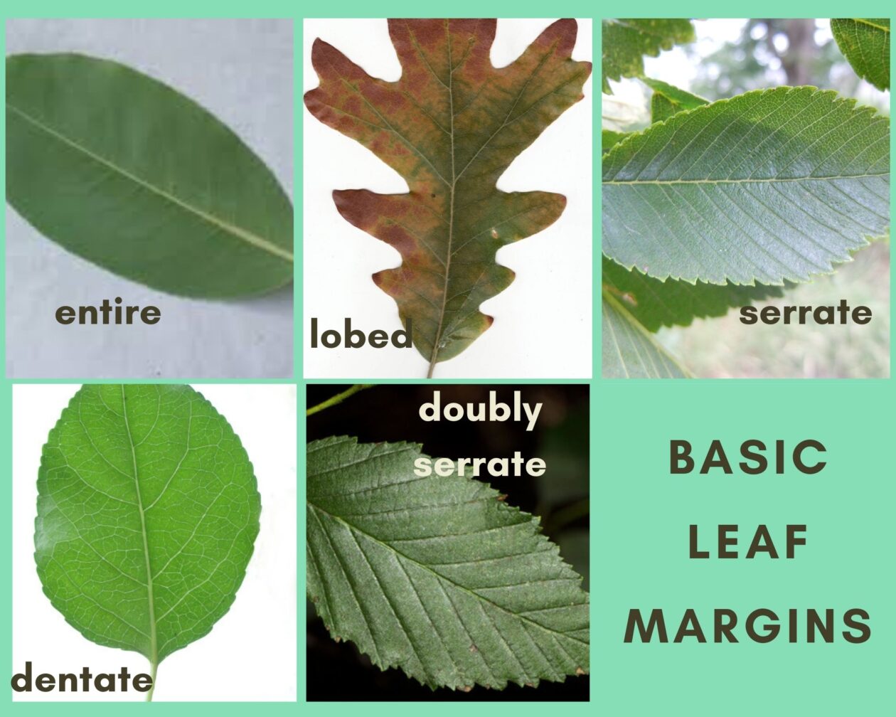 Lavishing our Attention on Leaves: Leaf ID Journaling – Childhood By Nature