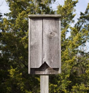 Build a Better Bat House – Childhood By Nature