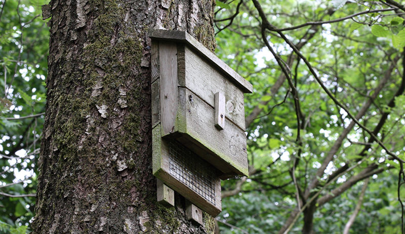 How To Create a Bat-friendly Garden - Childhood By Nature