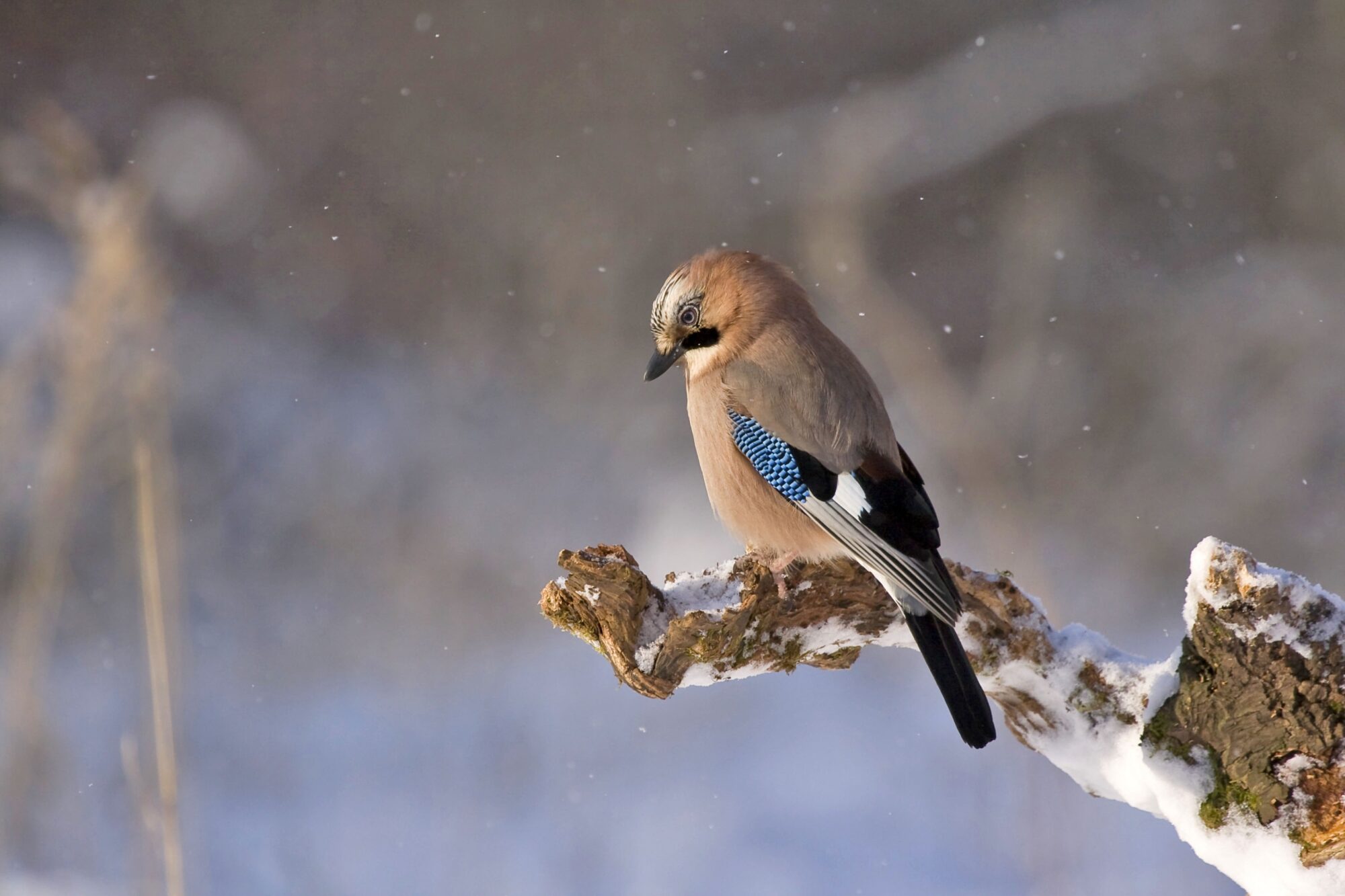 How to Start Birding with Your Kids – Childhood By Nature