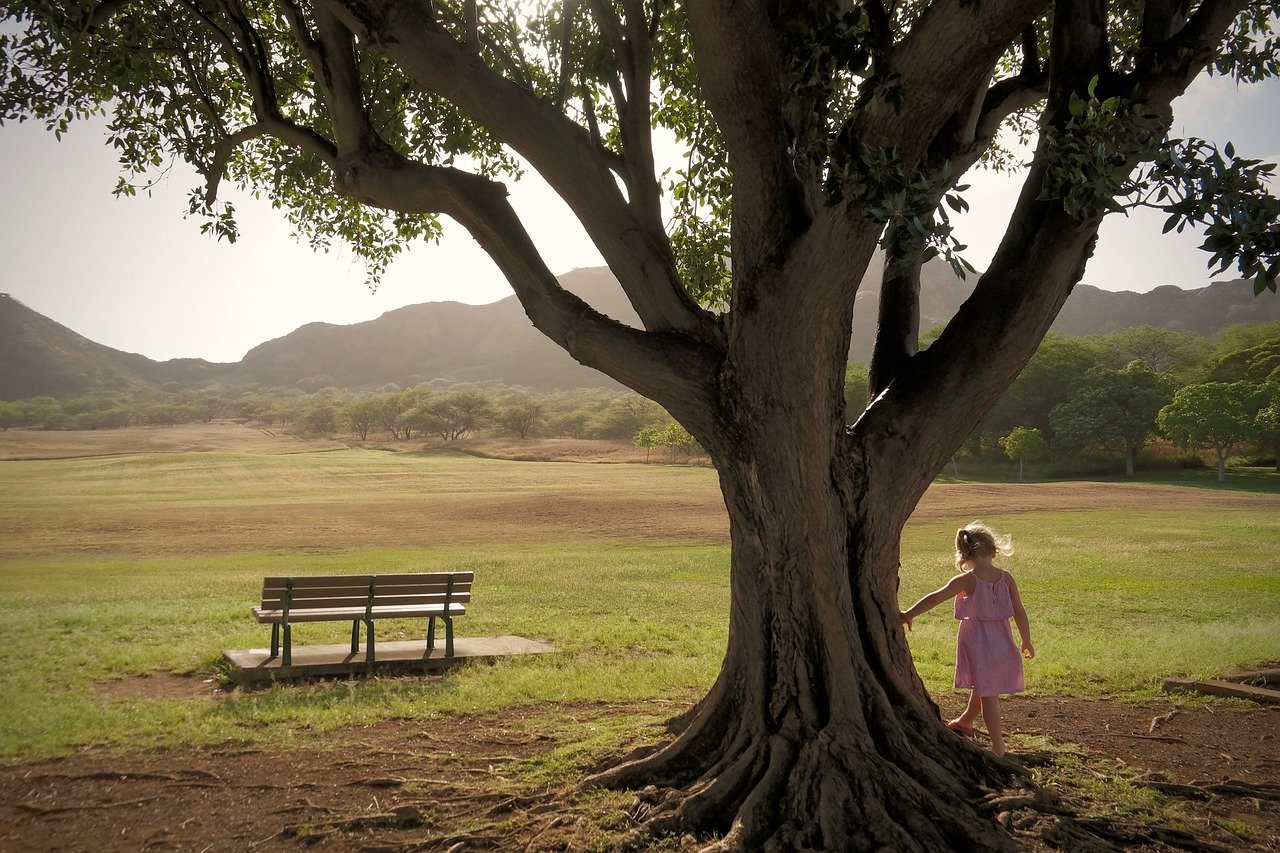 How to Determine the Age of a Tree – Childhood By Nature