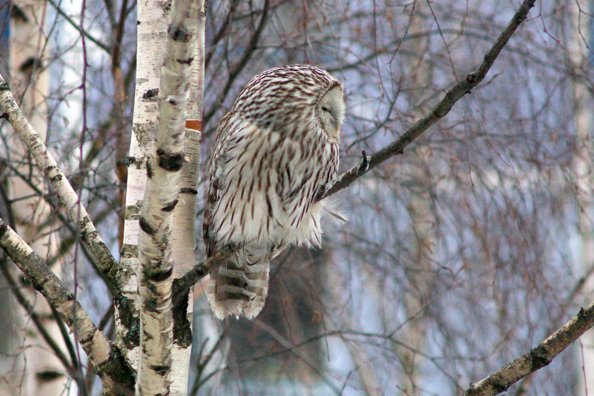 How to Go Owling – Childhood By Nature