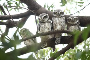 How to Go Owling – Childhood By Nature