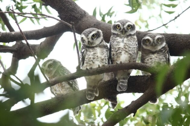 How to Go Owling – Childhood By Nature