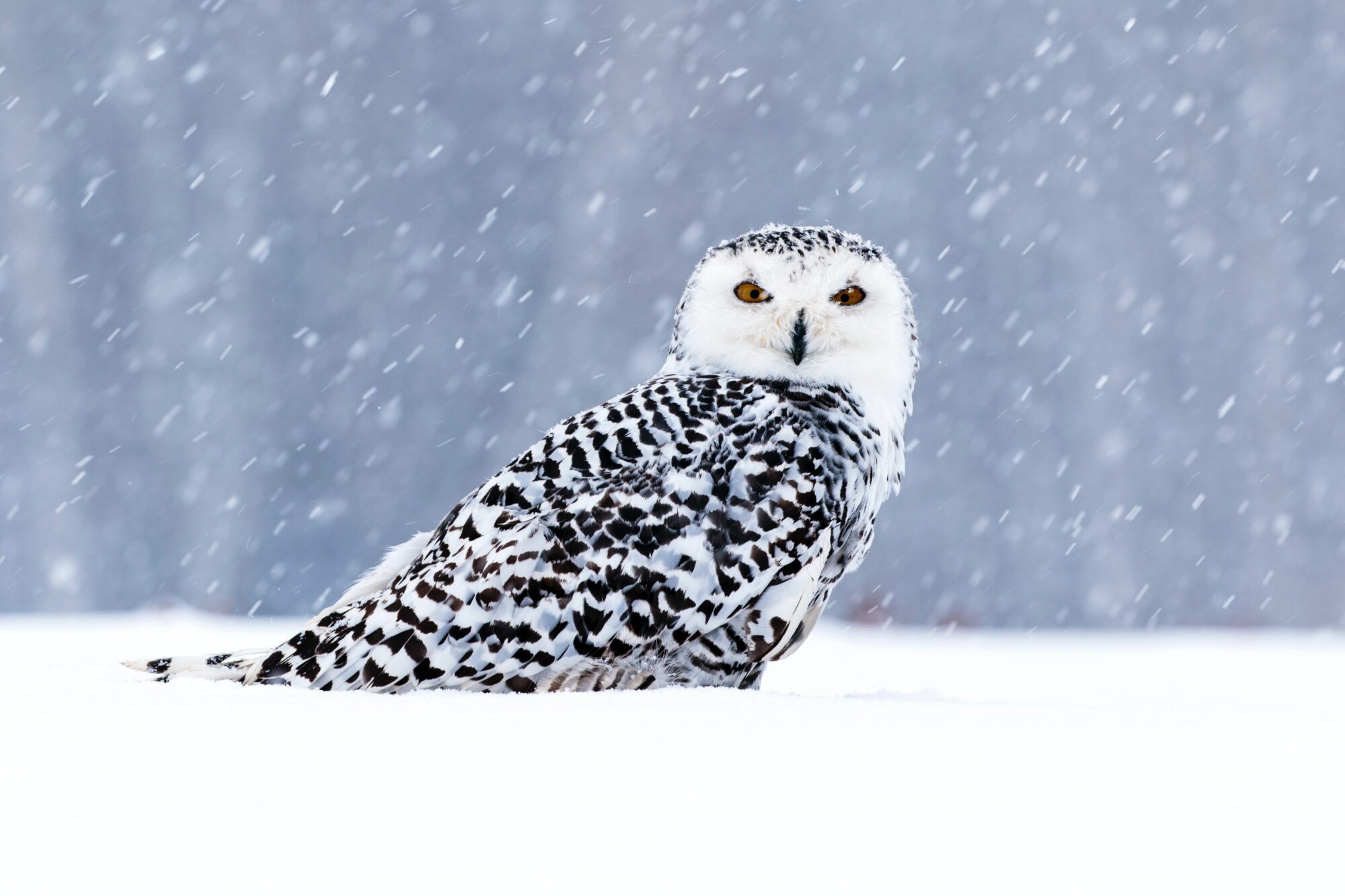 How to Go Owling – Childhood By Nature