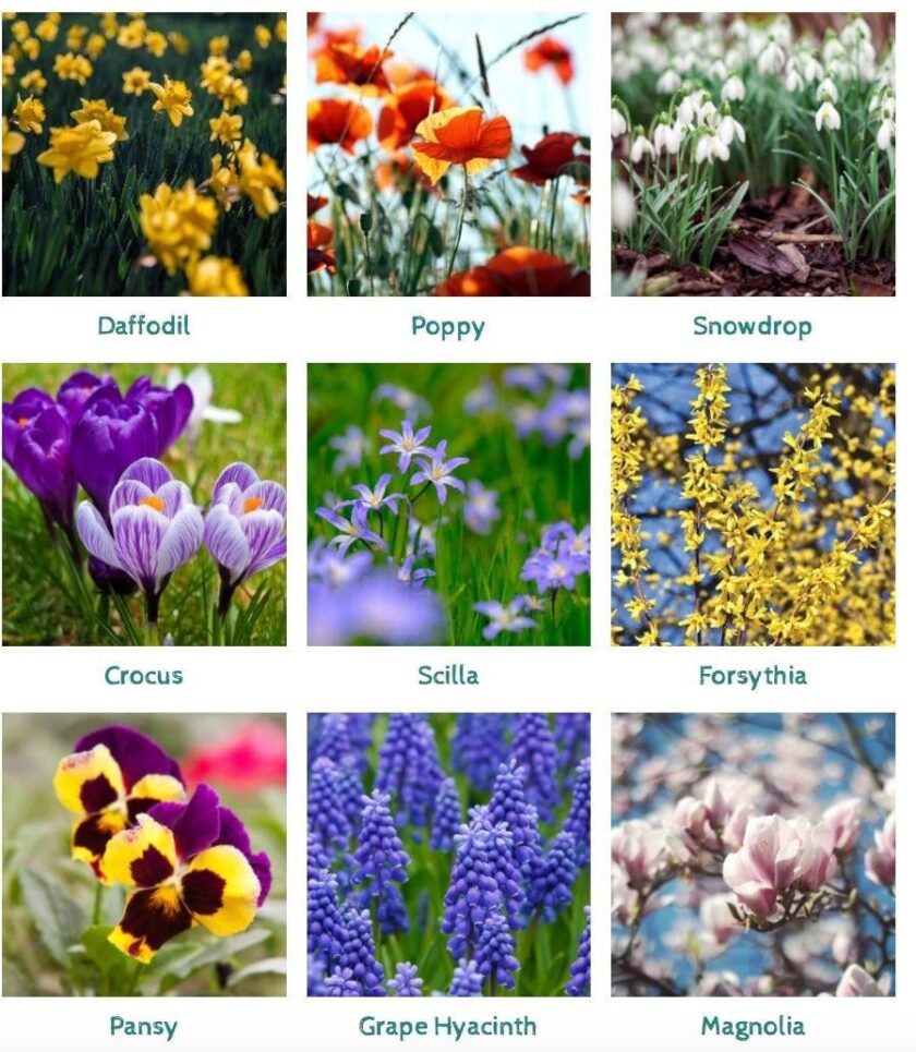 Let's Go on Spring Bloom Hunt! - Childhood By Nature