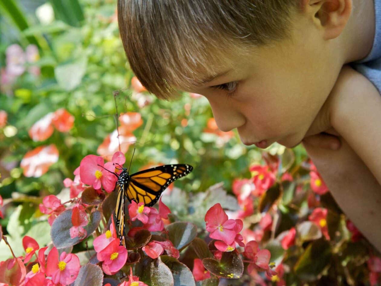 The Secret to Spotting Butterflies with Your Kids – Childhood By Nature