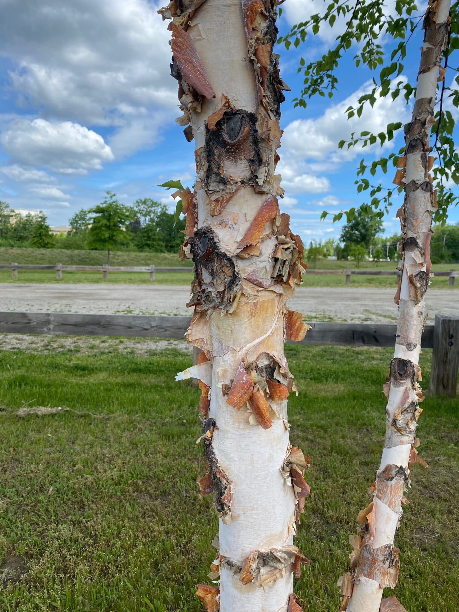 The Best Tree ID Apps - Childhood By Nature