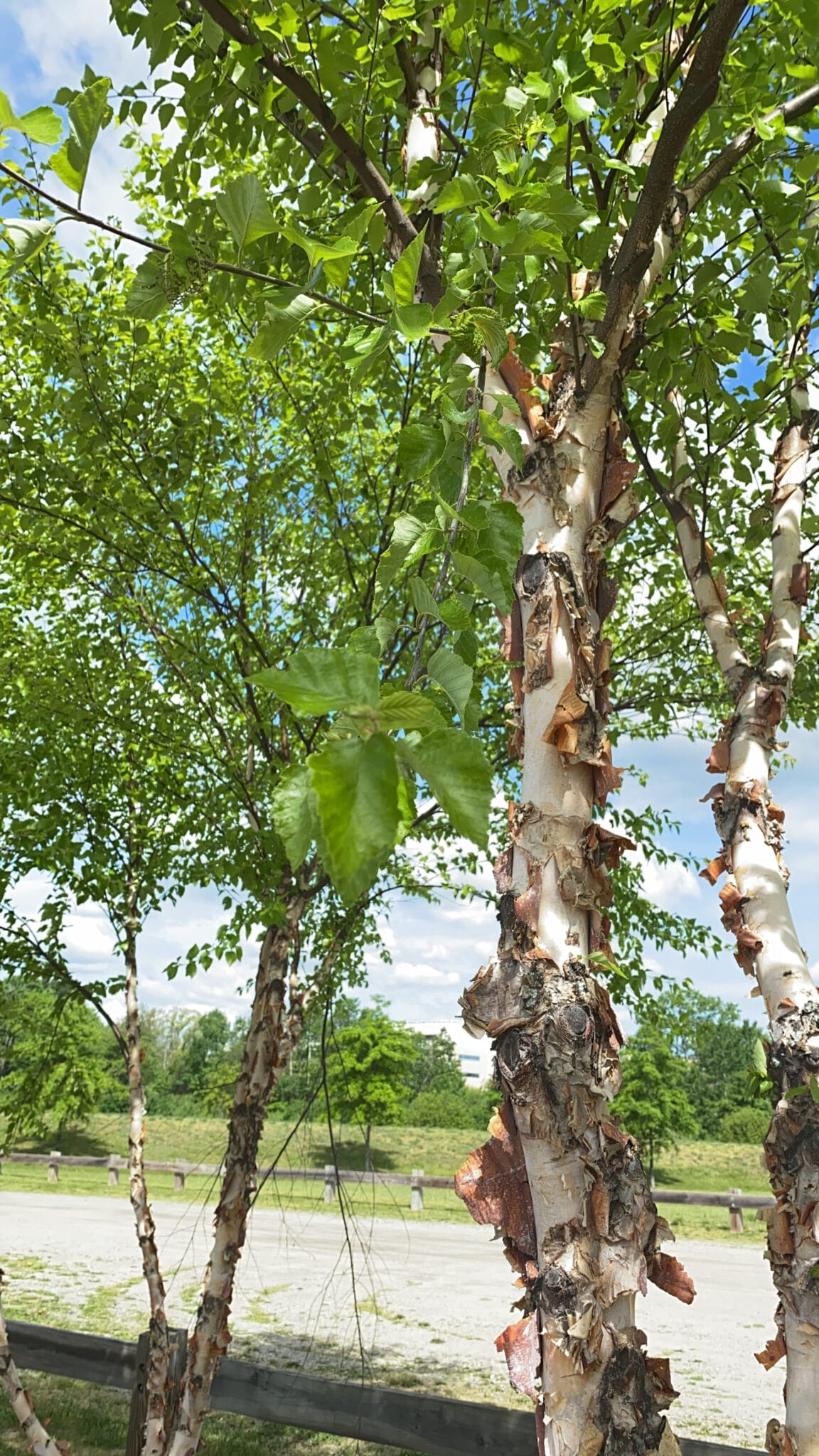 The Best Tree ID Apps - Childhood By Nature