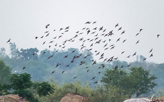 Decoding Birds – Childhood By Nature