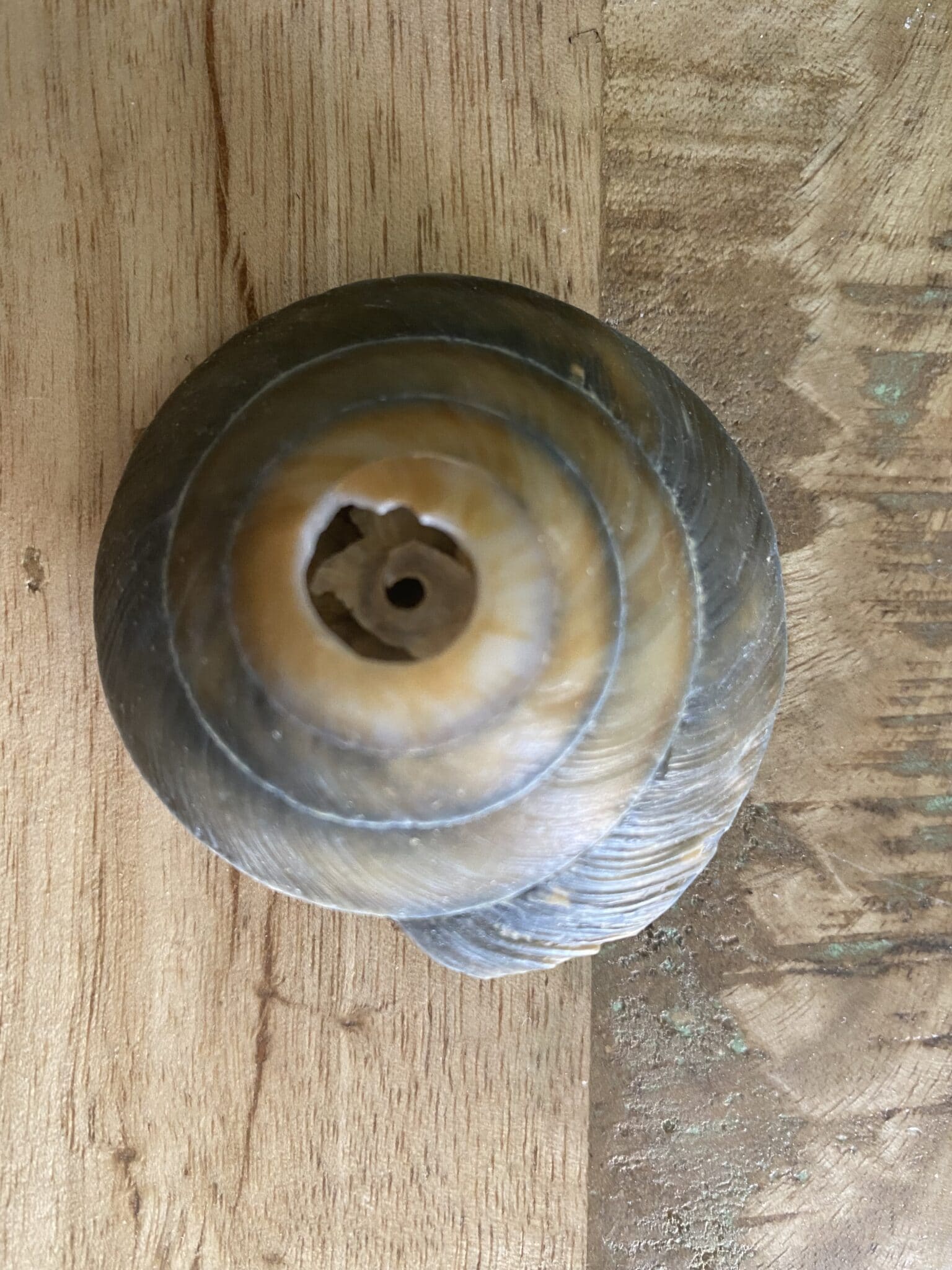 The Mystery of Shells - Childhood By Nature