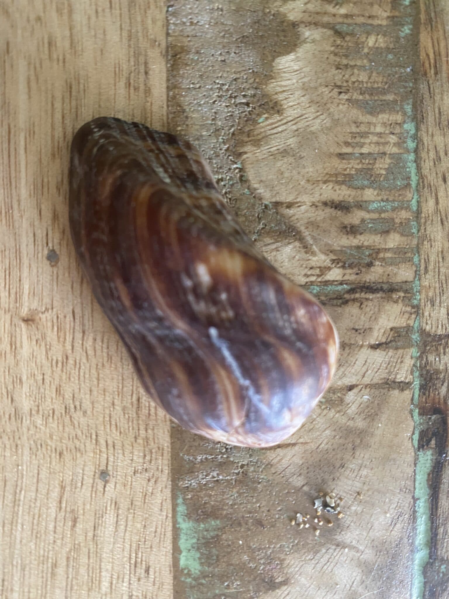 The Mystery of Shells - Childhood By Nature