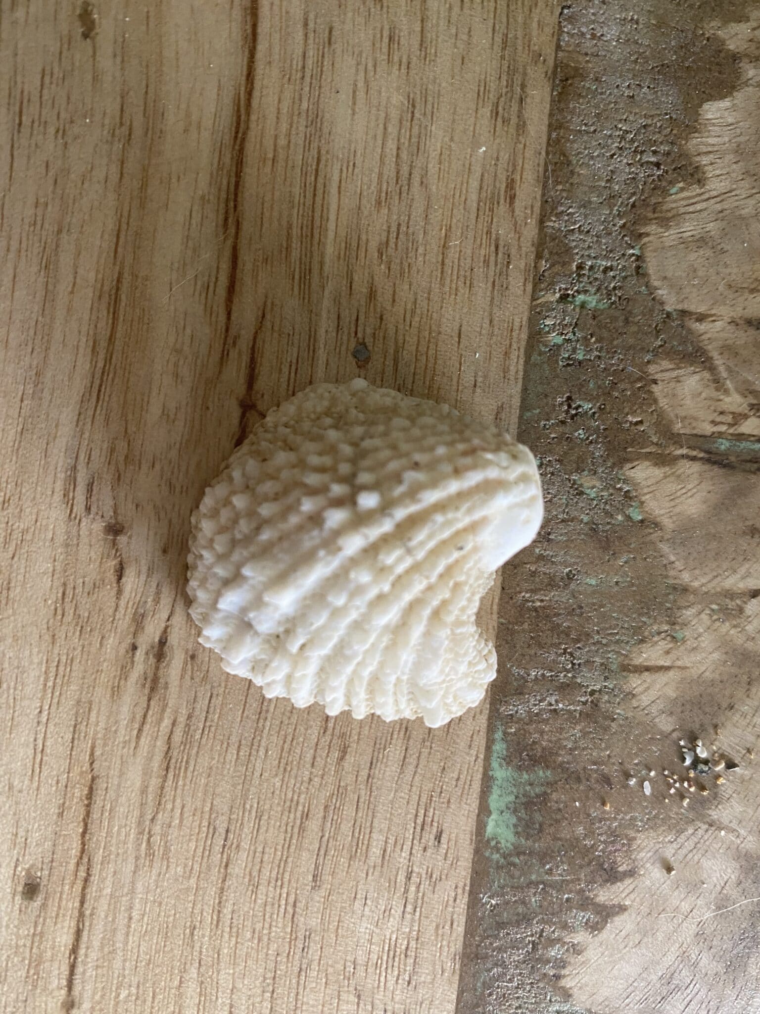 The Mystery of Shells - Childhood By Nature