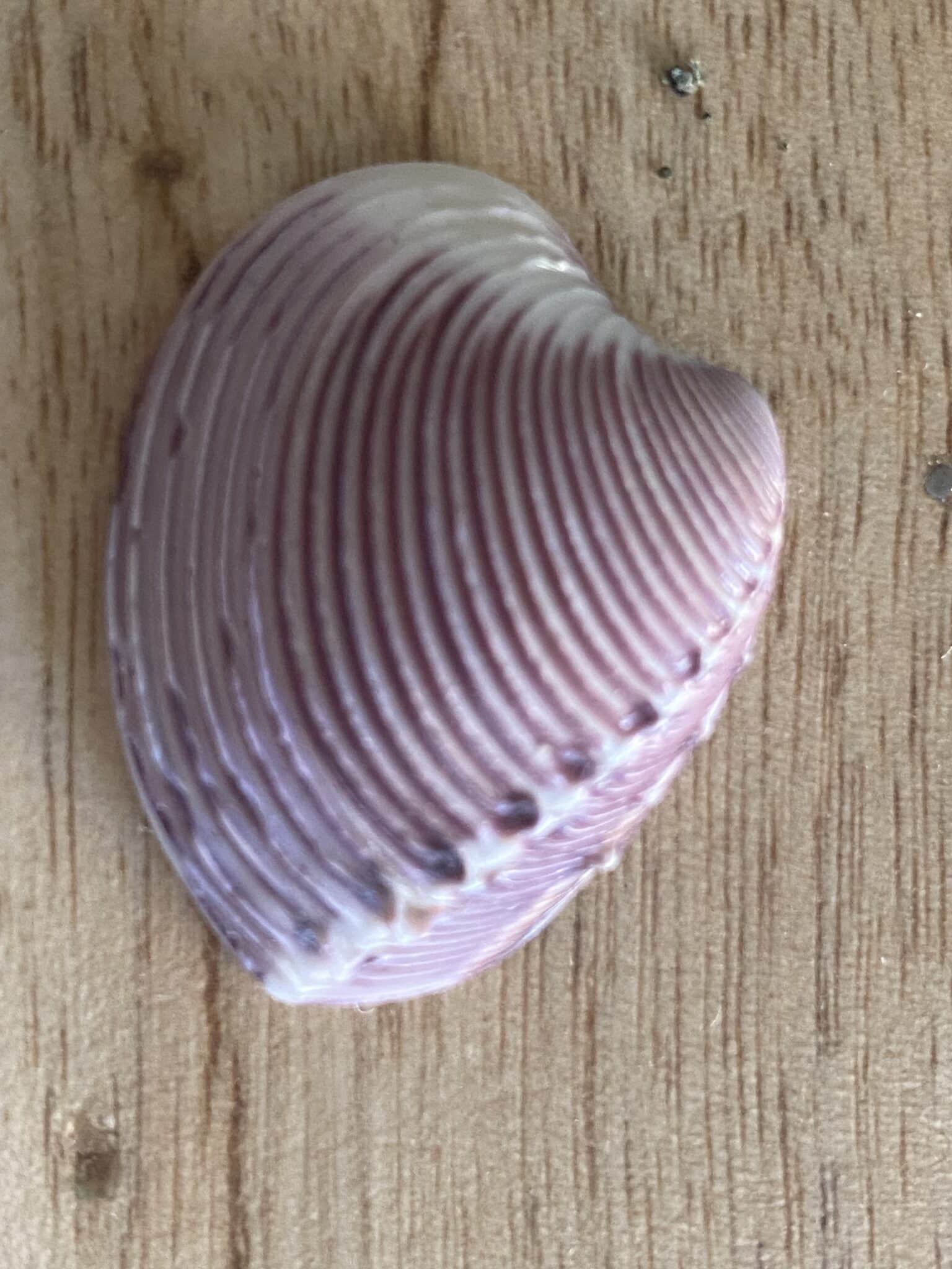 The Mystery of Shells - Childhood By Nature