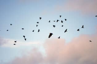 Decoding Birds – Childhood By Nature