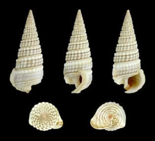 The Mystery of Shells – Childhood By Nature