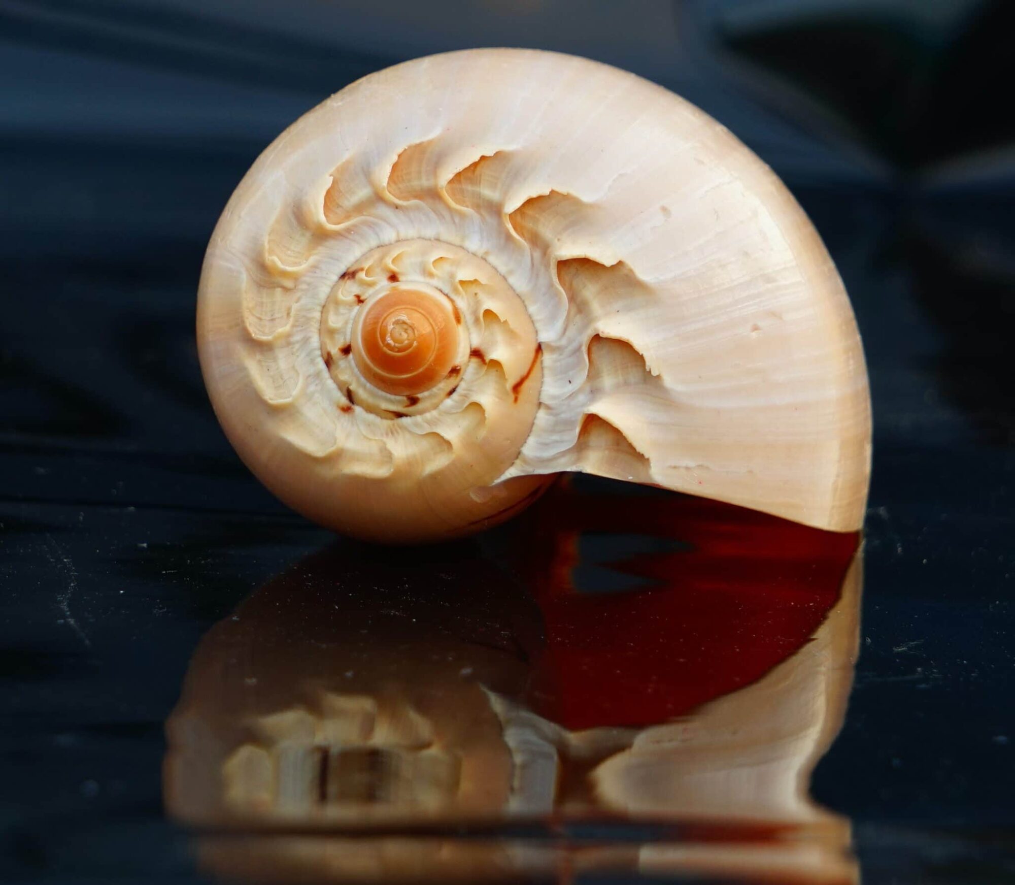 The Mystery of Shells - Childhood By Nature