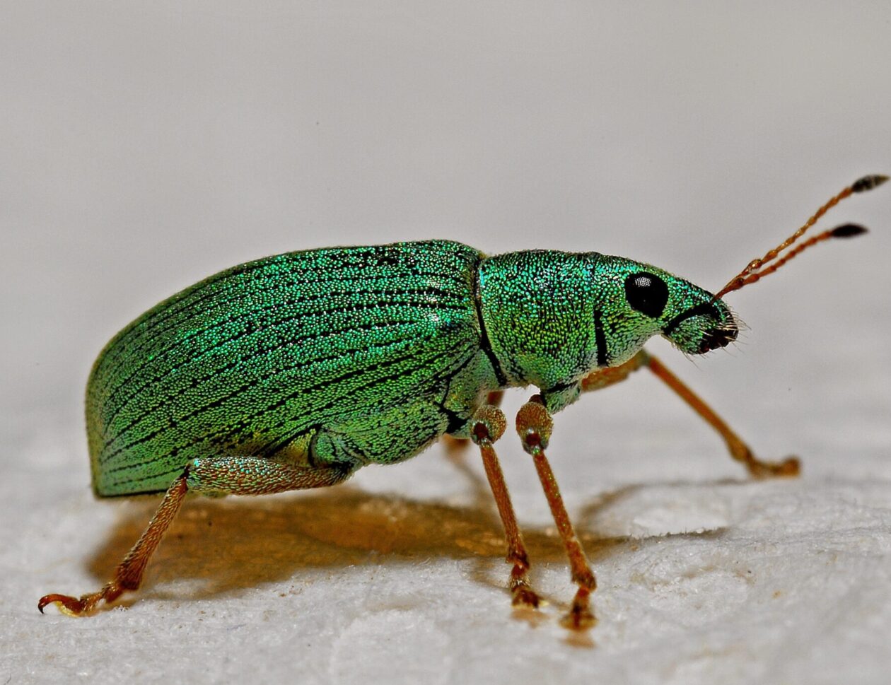 Meet ‘Leaf Sheep,’ The Photosynthesizing Sea Slugs - Childhood By Nature