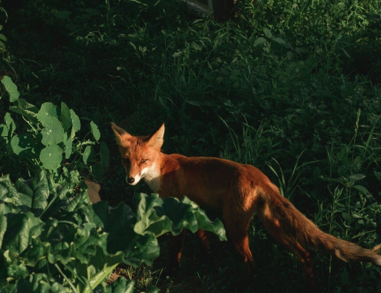 How to Set up a Nature Scavenger Hunt - Childhood By Nature