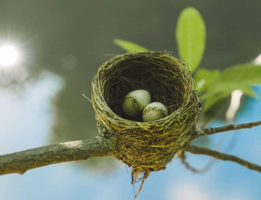 Who Made That Nest? – Childhood By Nature