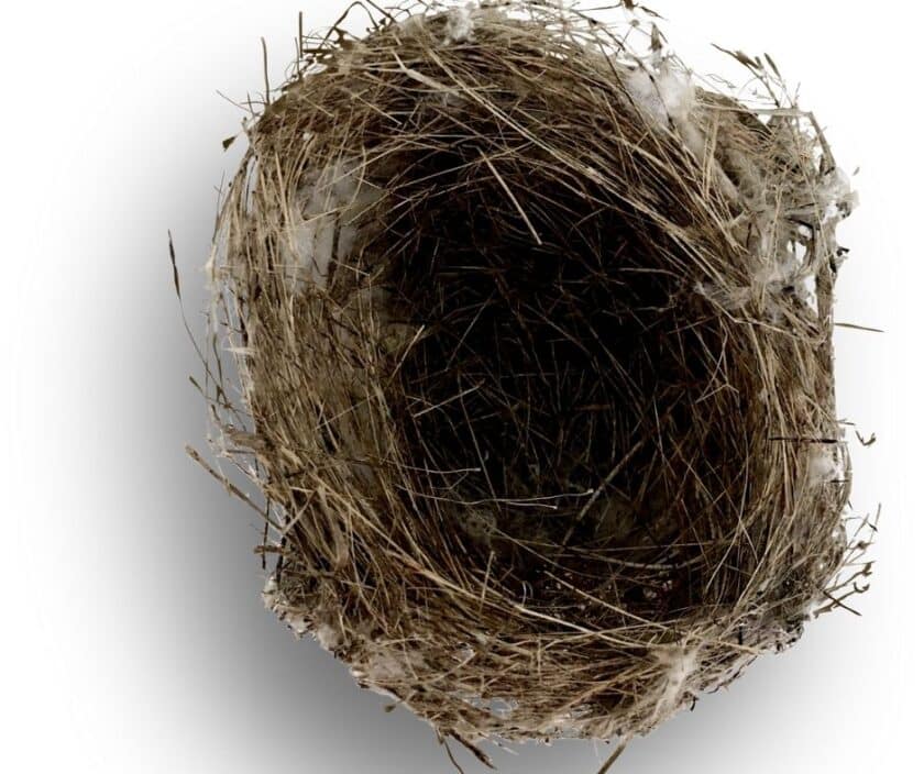 Who Made That Nest? – Childhood By Nature